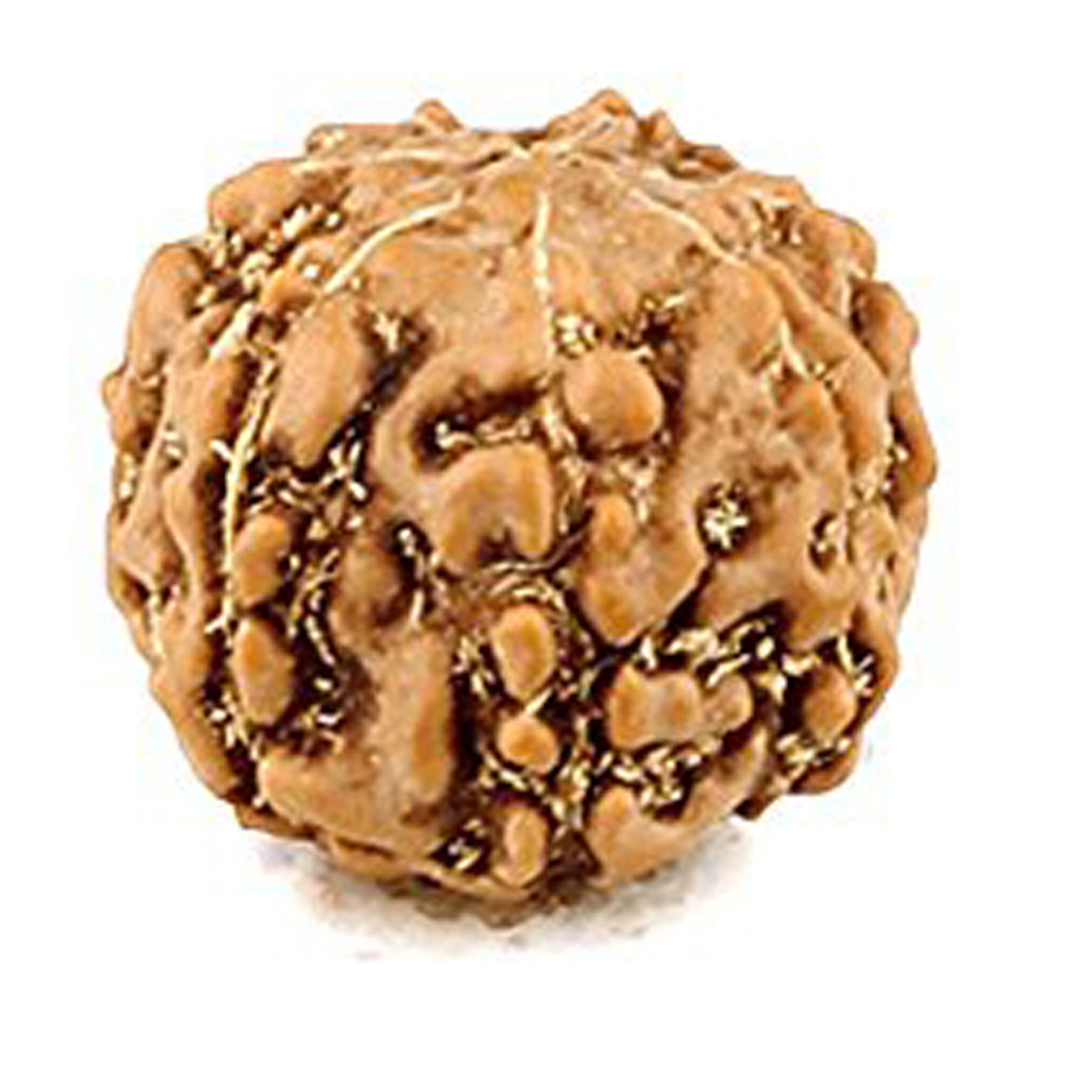 Energised Abhimantrit 100% Natural Panch Mukhi 5 Mukhi Small Size Java ...